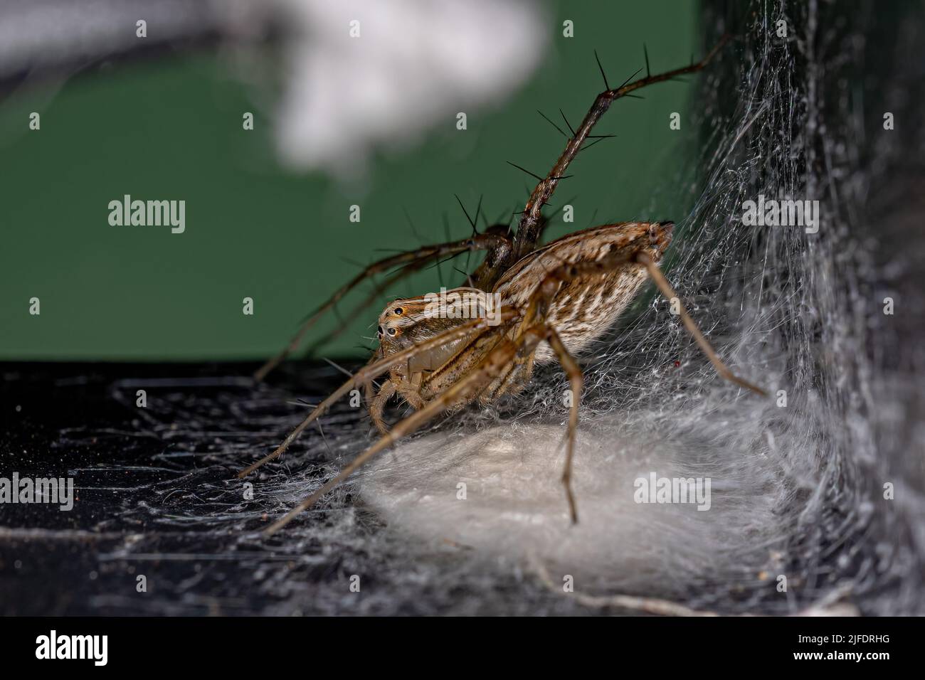 Adult Female Striped Lynx Spider of the species Oxyopes salticus ...
