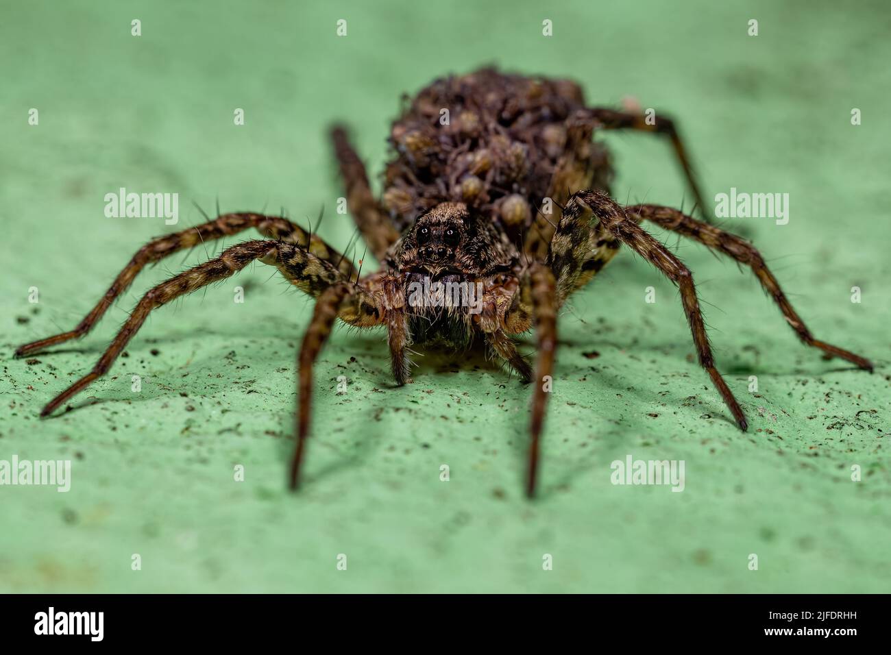Adult Female Wolf spider of the family Lycosidae carrying its young in ...