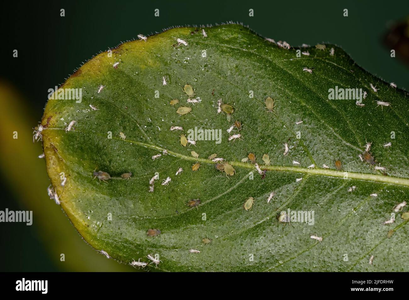 Group of small green aphids of the Family Aphididae on a branch of ...