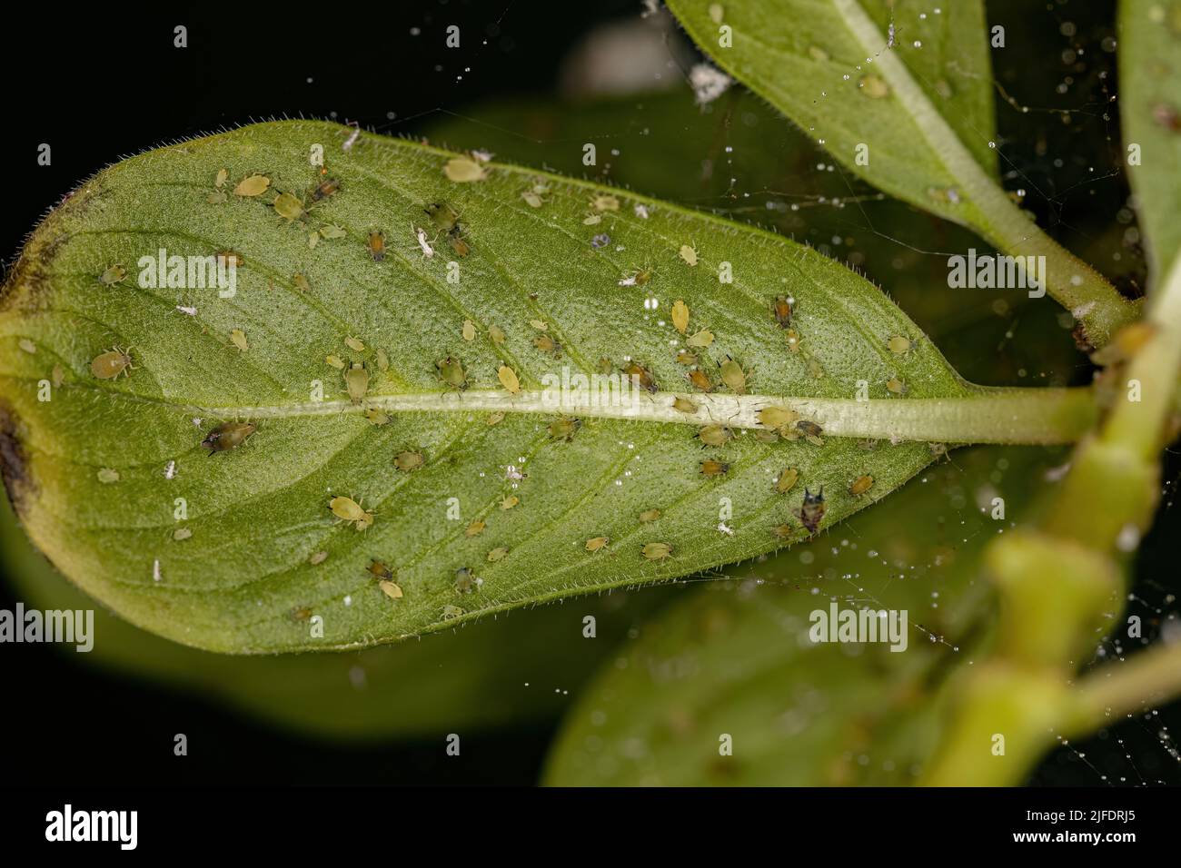 Group of small green aphids of the Family Aphididae on a branch of ...