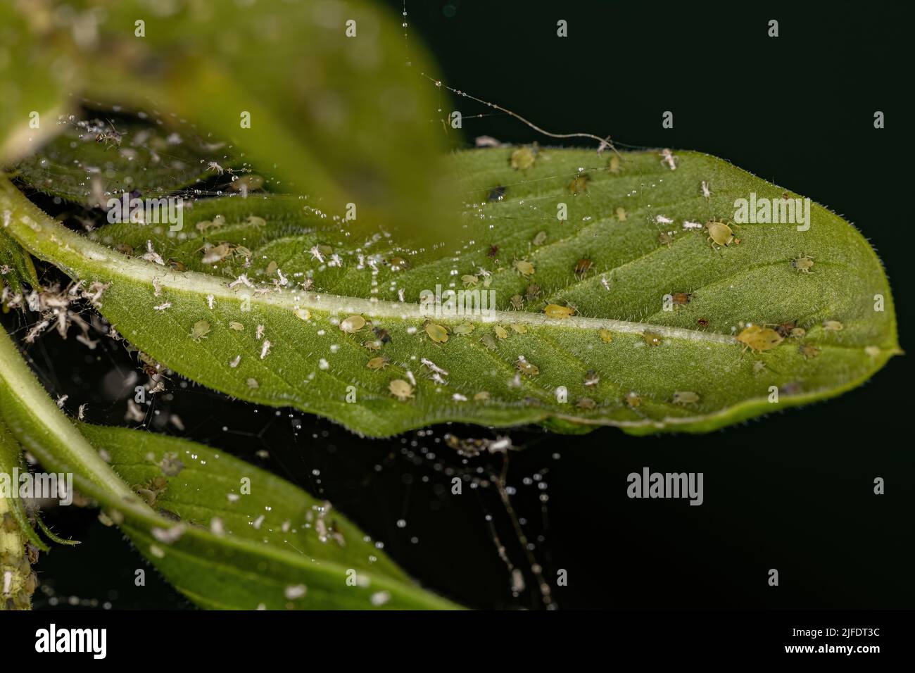 Group of small green aphids of the Family Aphididae on a branch of ...