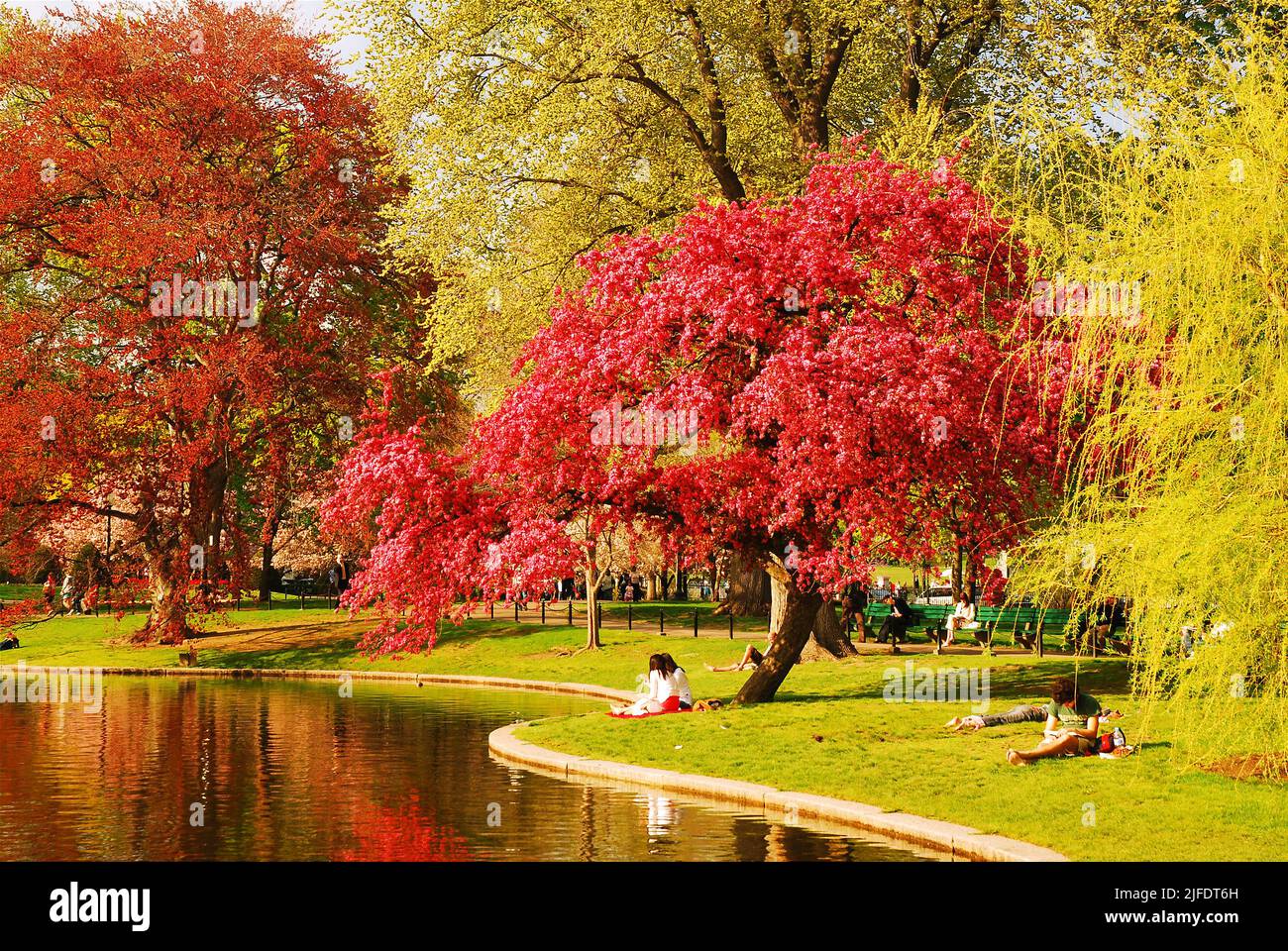 People enjoy a romantic relaxing sunny spring day under the flowering ...