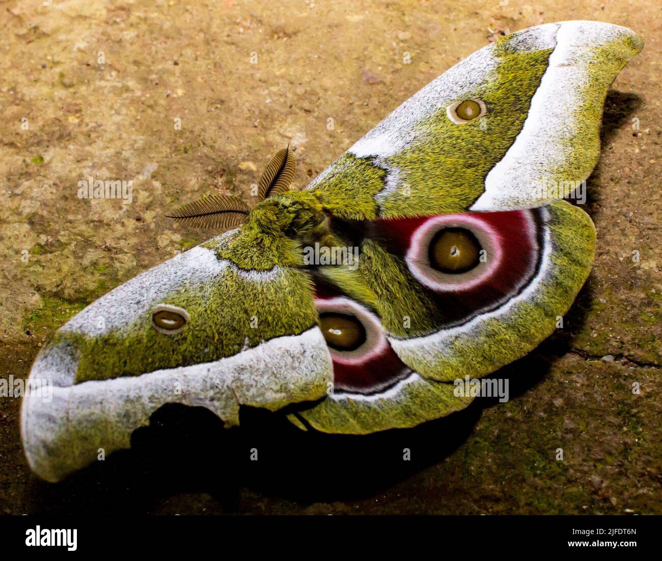 African emperor moth hi-res stock photography and images - Alamy