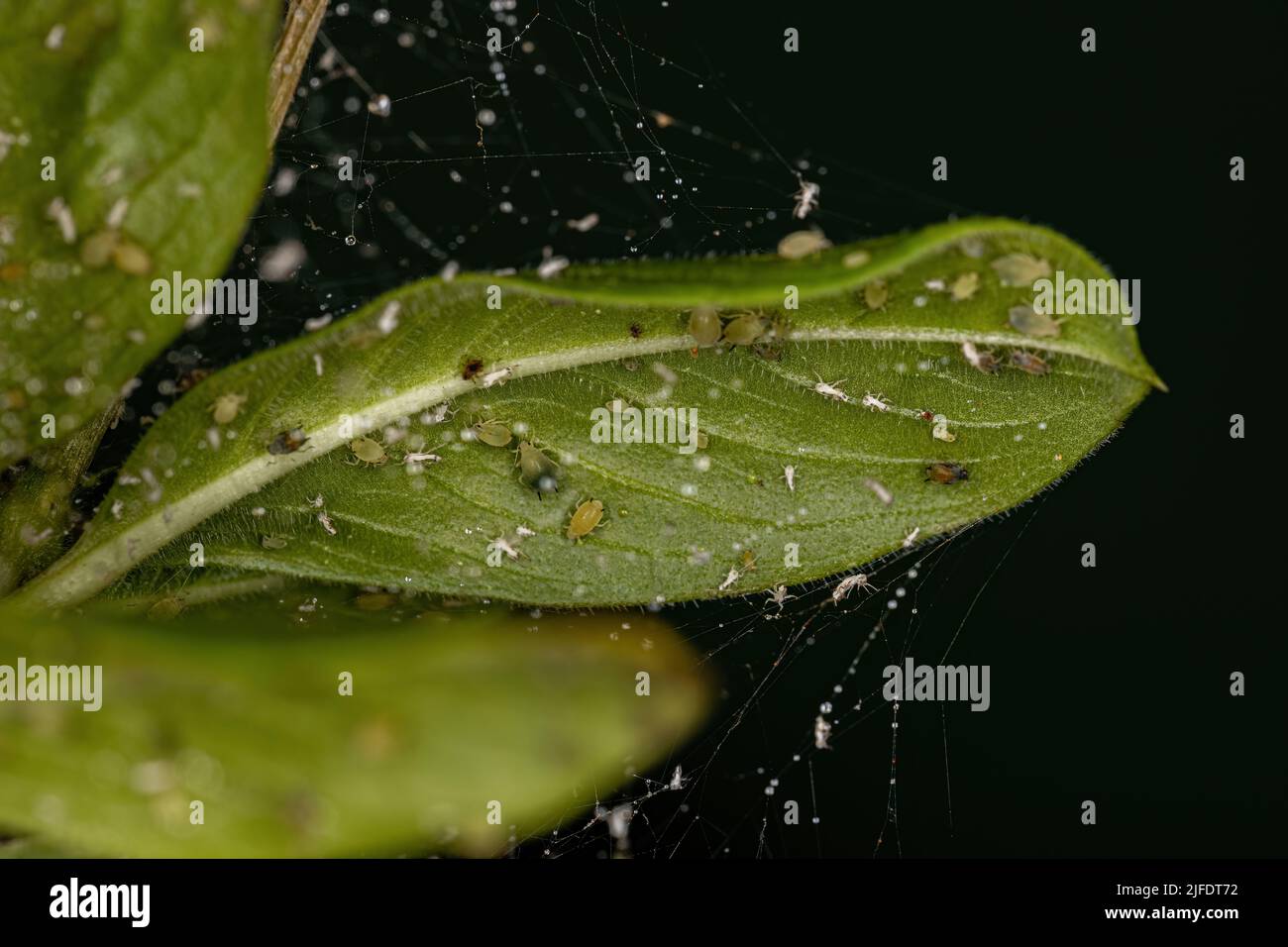 Group of small green aphids of the Family Aphididae on a branch of ...