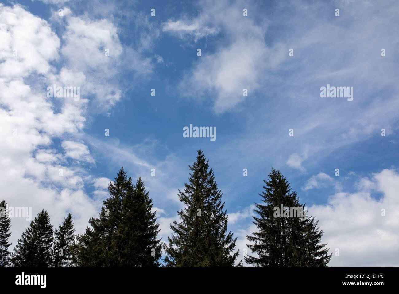 A row of spruce trees under a bright cloudy sky Stock Photo - Alamy