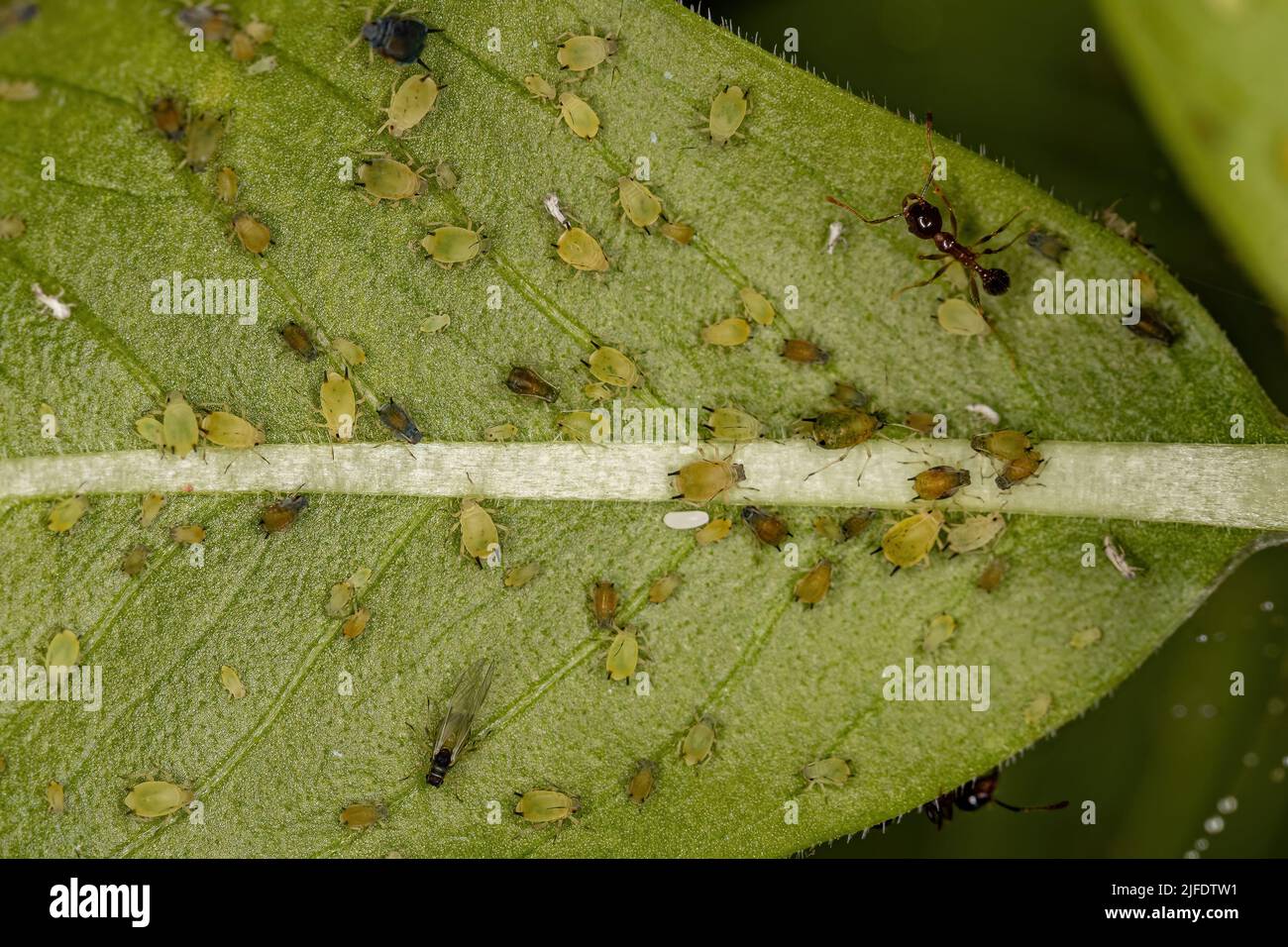 Group of small green aphids of the Family Aphididae on a branch of ...