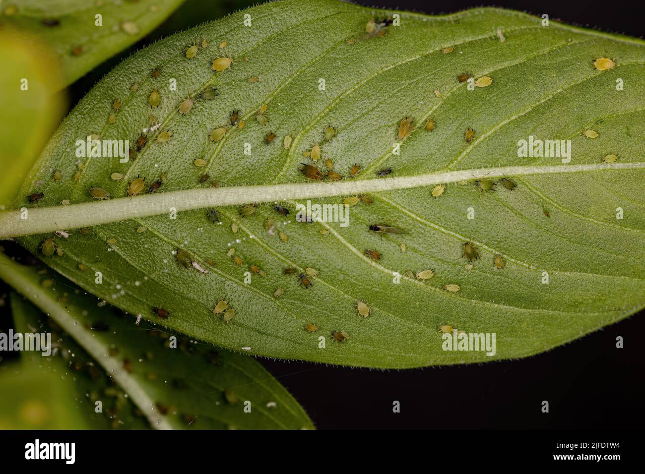 Group of small green aphids of the Family Aphididae on a branch of ...