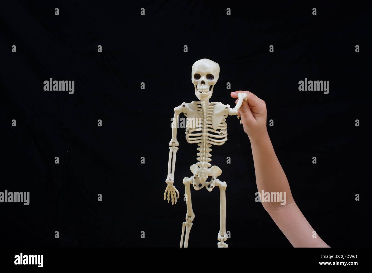 Human skeleton model for medical anatomy science Medical clinic concept ...