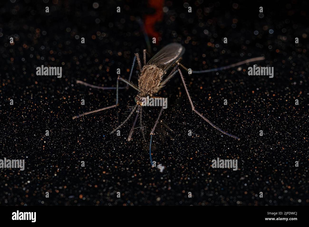 Culicine mosquito hi-res stock photography and images - Alamy