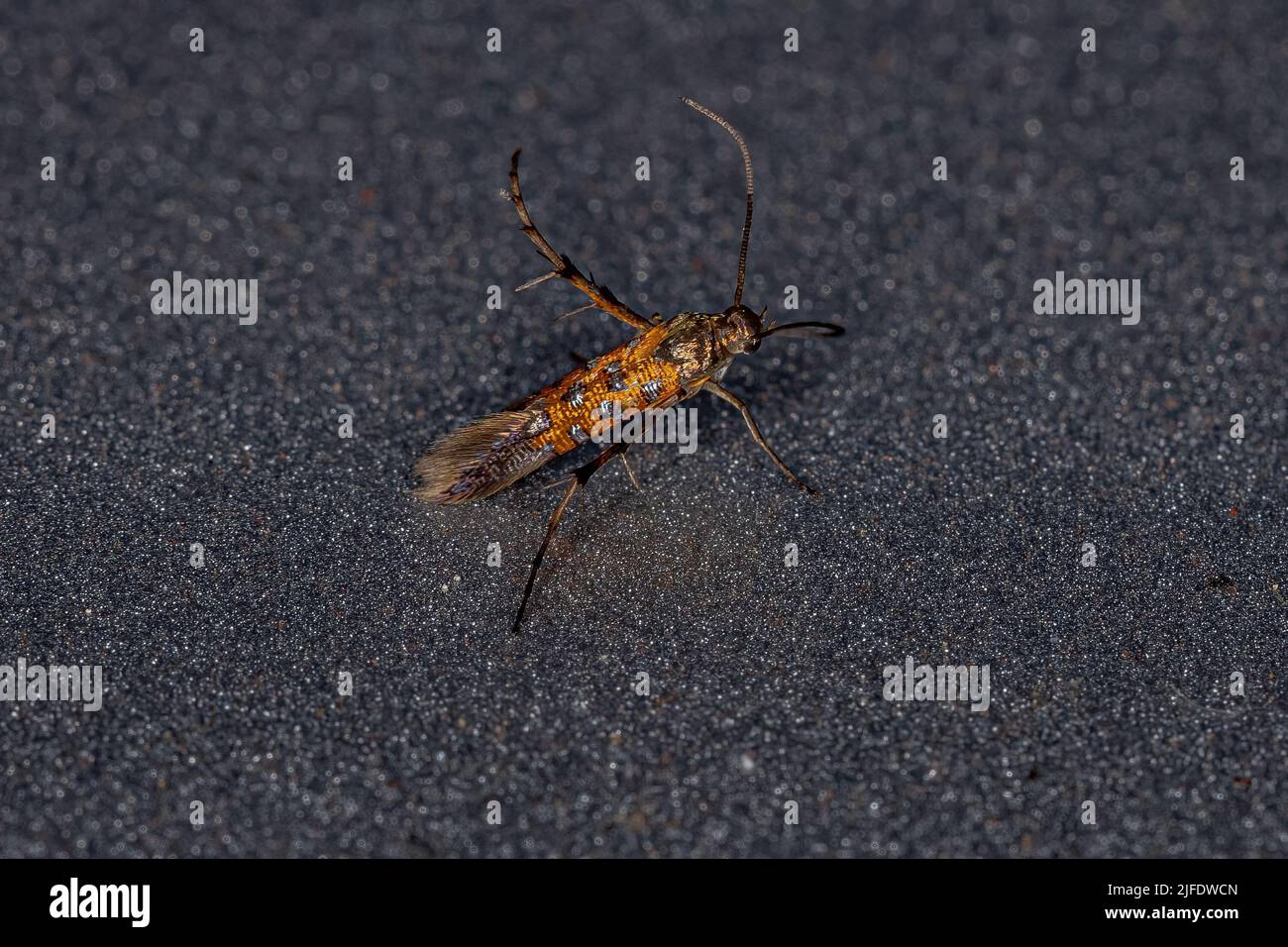 Adult Sun Moth of the Family Heliodinidae Stock Photo - Alamy