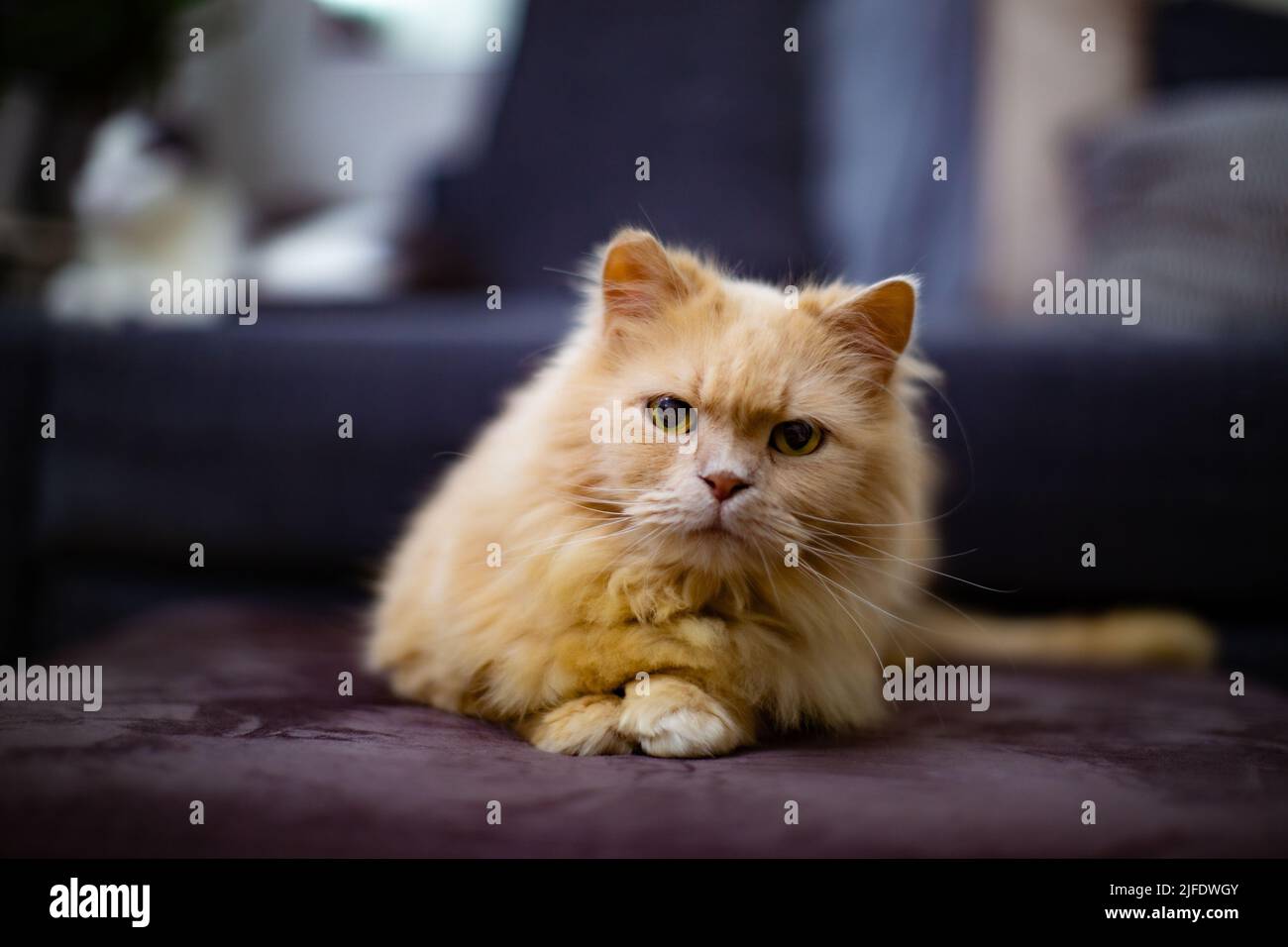 A closeup of a cute ginger cat comfortably lying on a couch with a ...