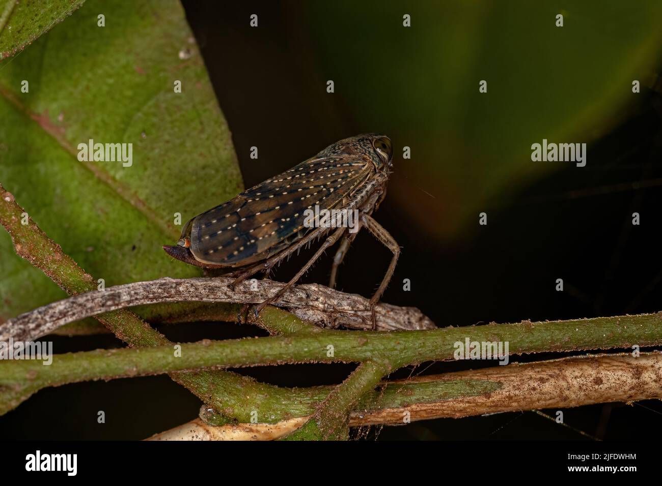 adult Typical Leafhopper of the Subfamily Coelidiinae Stock Photo - Alamy