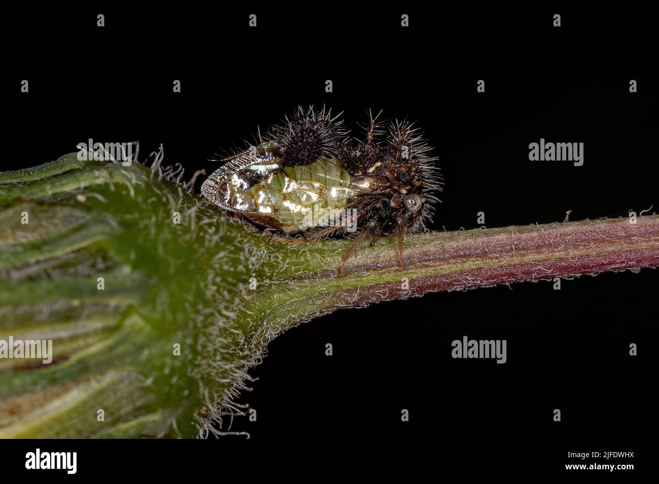 Adult Ant-mimicking Treehopper of the species Cyphonia clavigera Stock ...