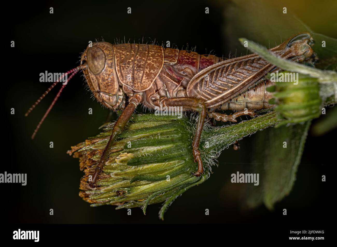 Spur-throated Grasshopper Nymph of the Subfamily Melanoplinae Stock ...