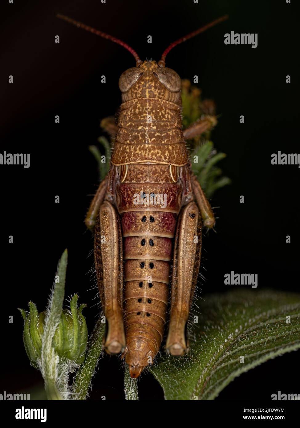 Spur-throated Grasshopper Nymph of the Subfamily Melanoplinae Stock Photo - Alamy