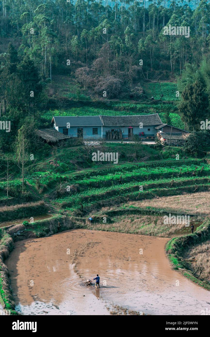 A vertical view of a hut house in a green area by the rice farm Stock ...