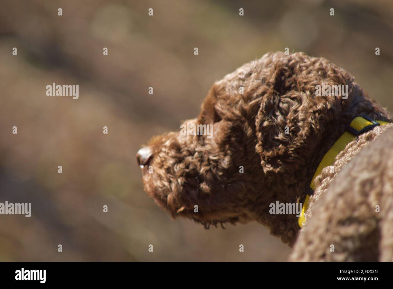 Lagotto romagnolo dog hi-res stock photography and images - Alamy