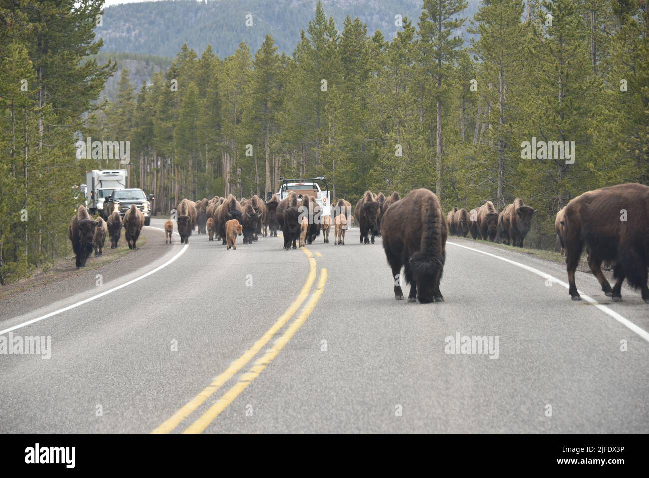 Yellowstone National Park, U.S.A. 5/21-24/2022. American Bison. 5,000 ...