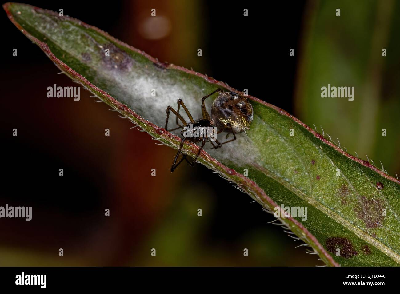 Small Cobweb Spider of the Family Theridiidae Stock Photo - Alamy