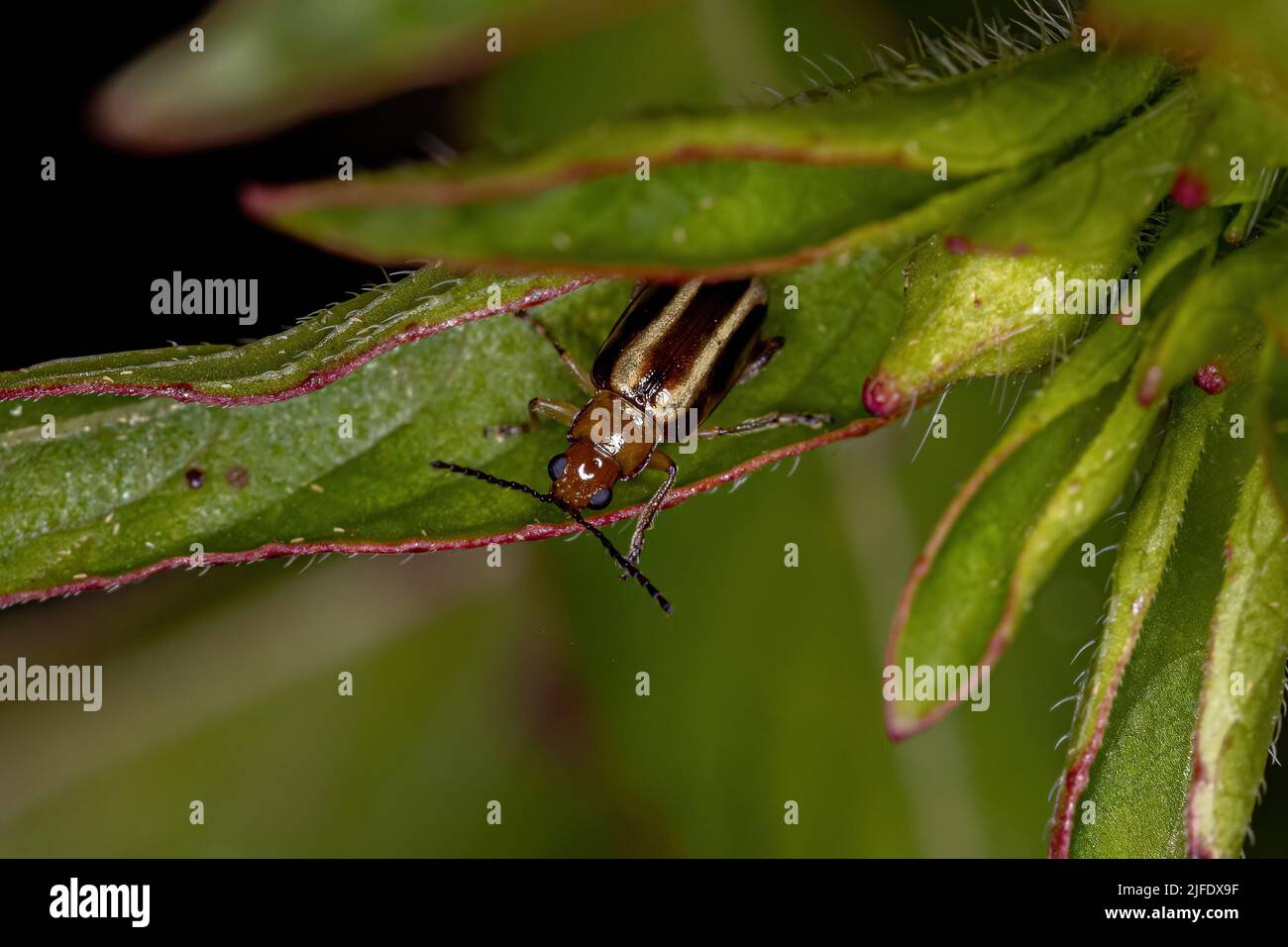 Systena hi-res stock photography and images - Alamy