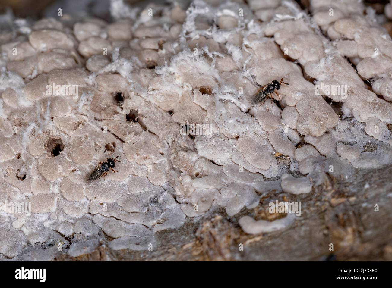 Egg sac of a hemipteran insect parasitized by wasps of the Family ...