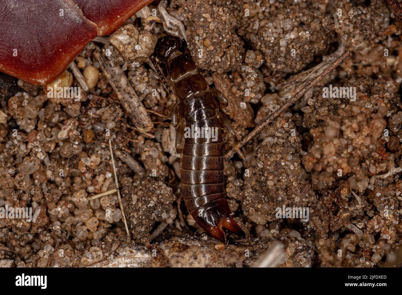 Small Common Earwig of the order Dermaptera Stock Photo - Alamy
