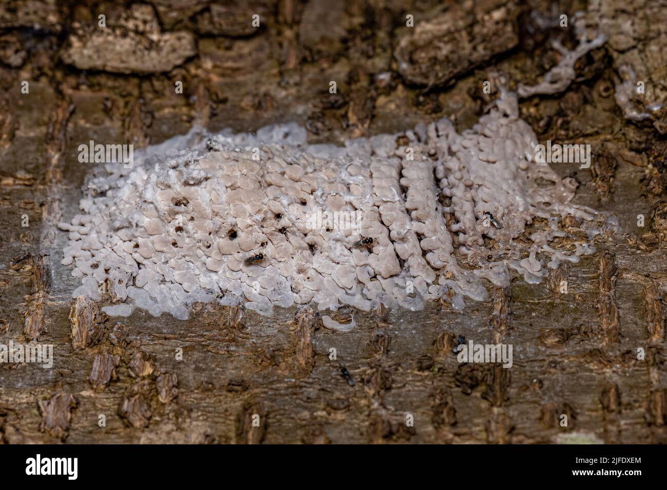 Egg sac of a hemipteran insect parasitized by wasps of the Family ...
