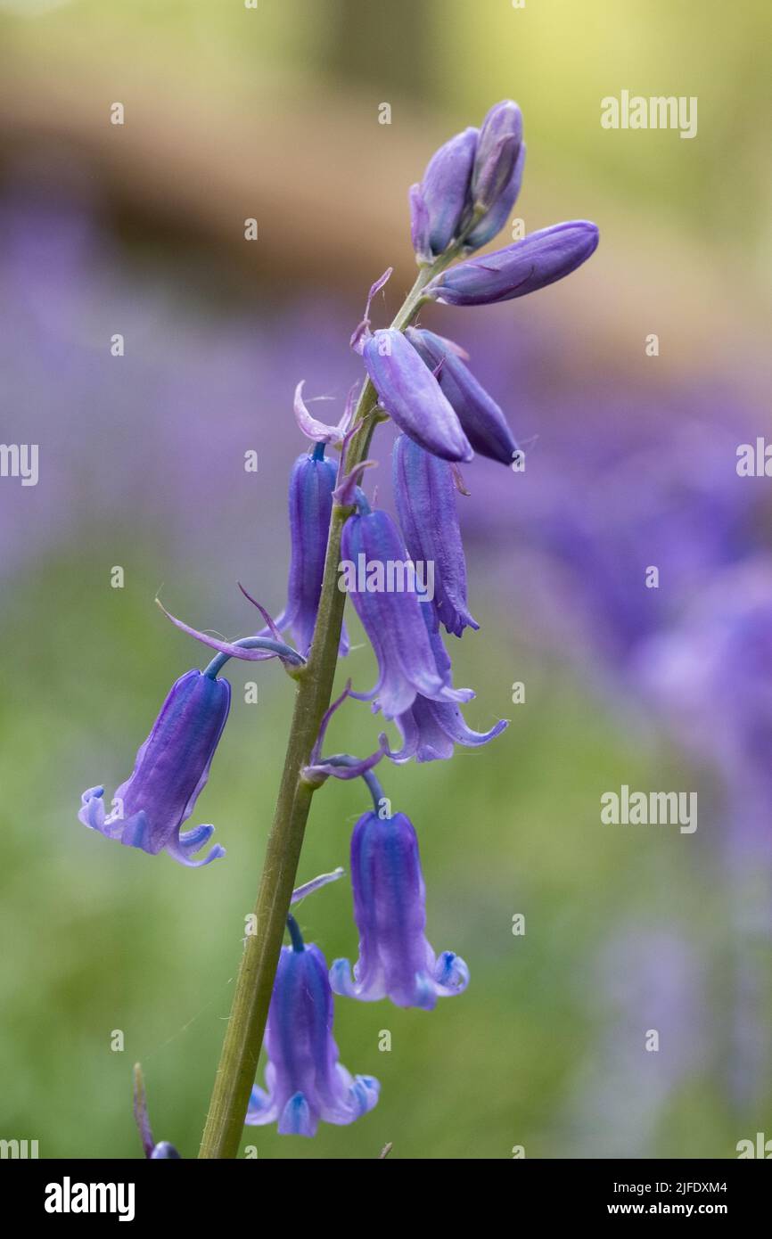 A vertical closeup of Common Bluebell on blur background Stock Photo ...