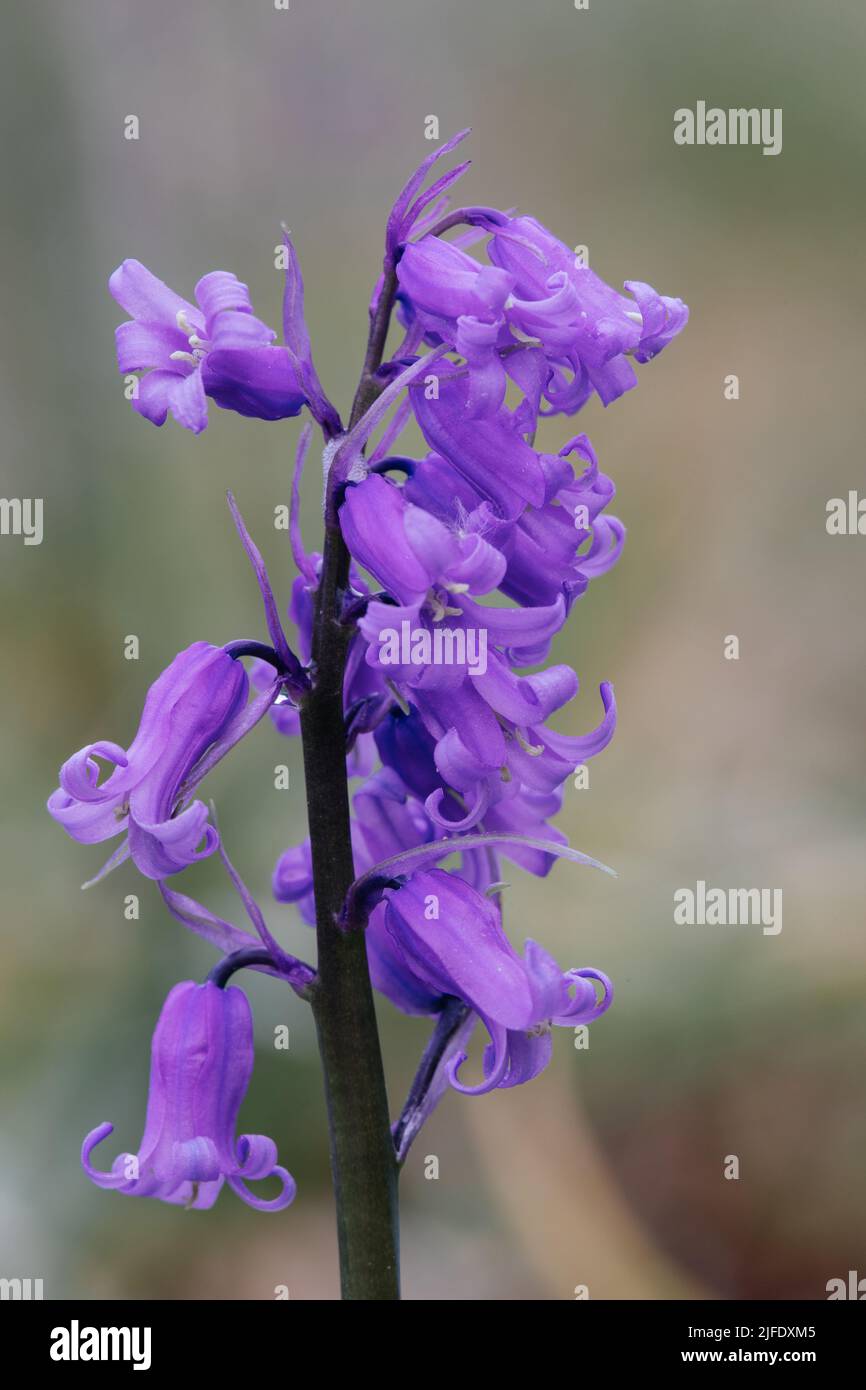 A vertical closeup of Common Bluebell on blur background Stock Photo ...