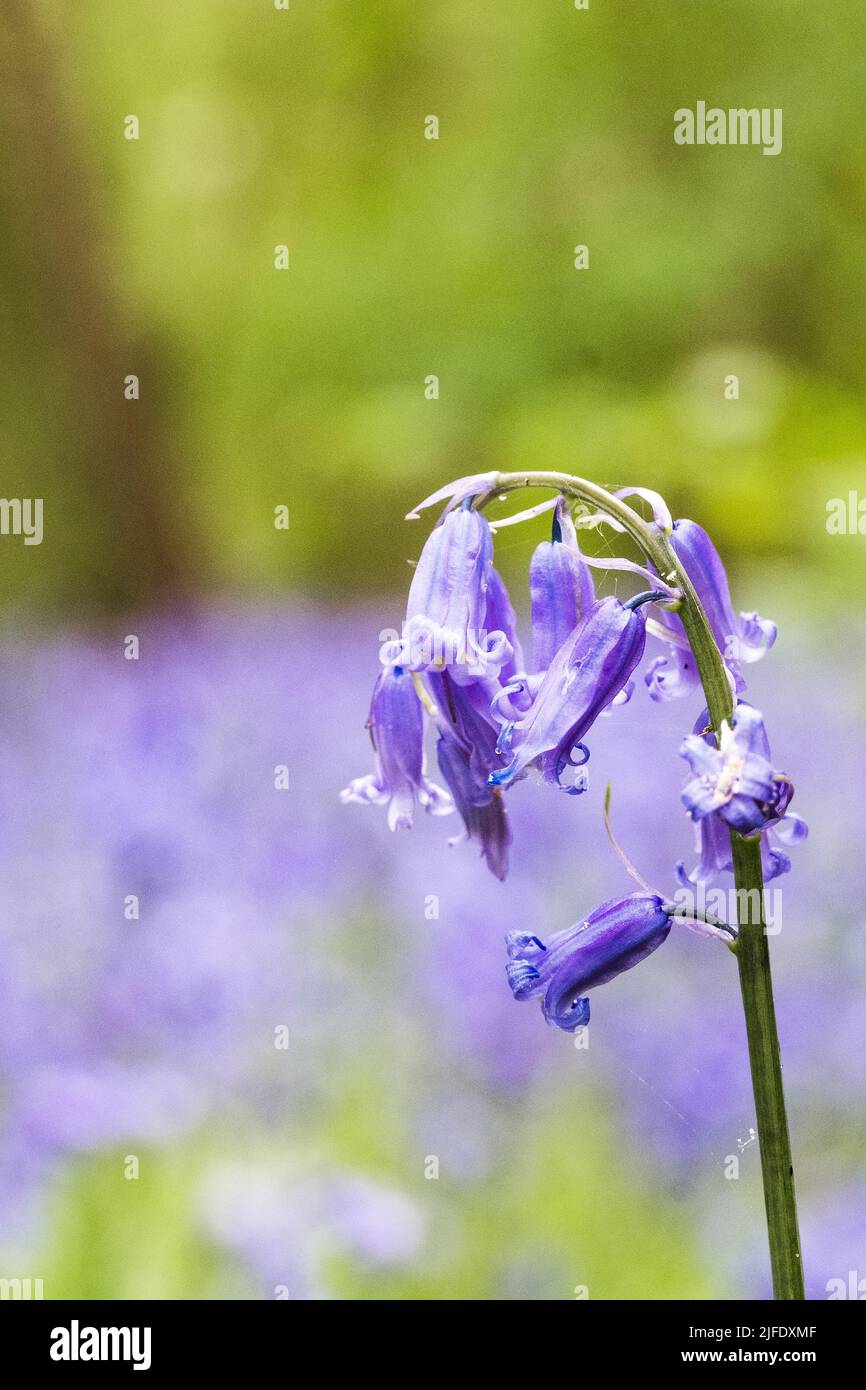 A vertical closeup of Common Bluebell on blur background Stock Photo ...