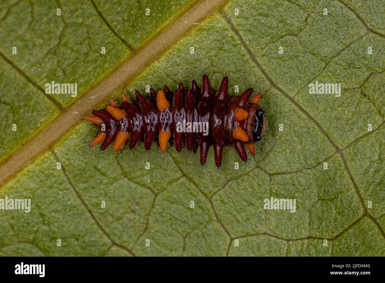 Cattleheart Insect Caterpillar of the Genus Parides Stock Photo - Alamy