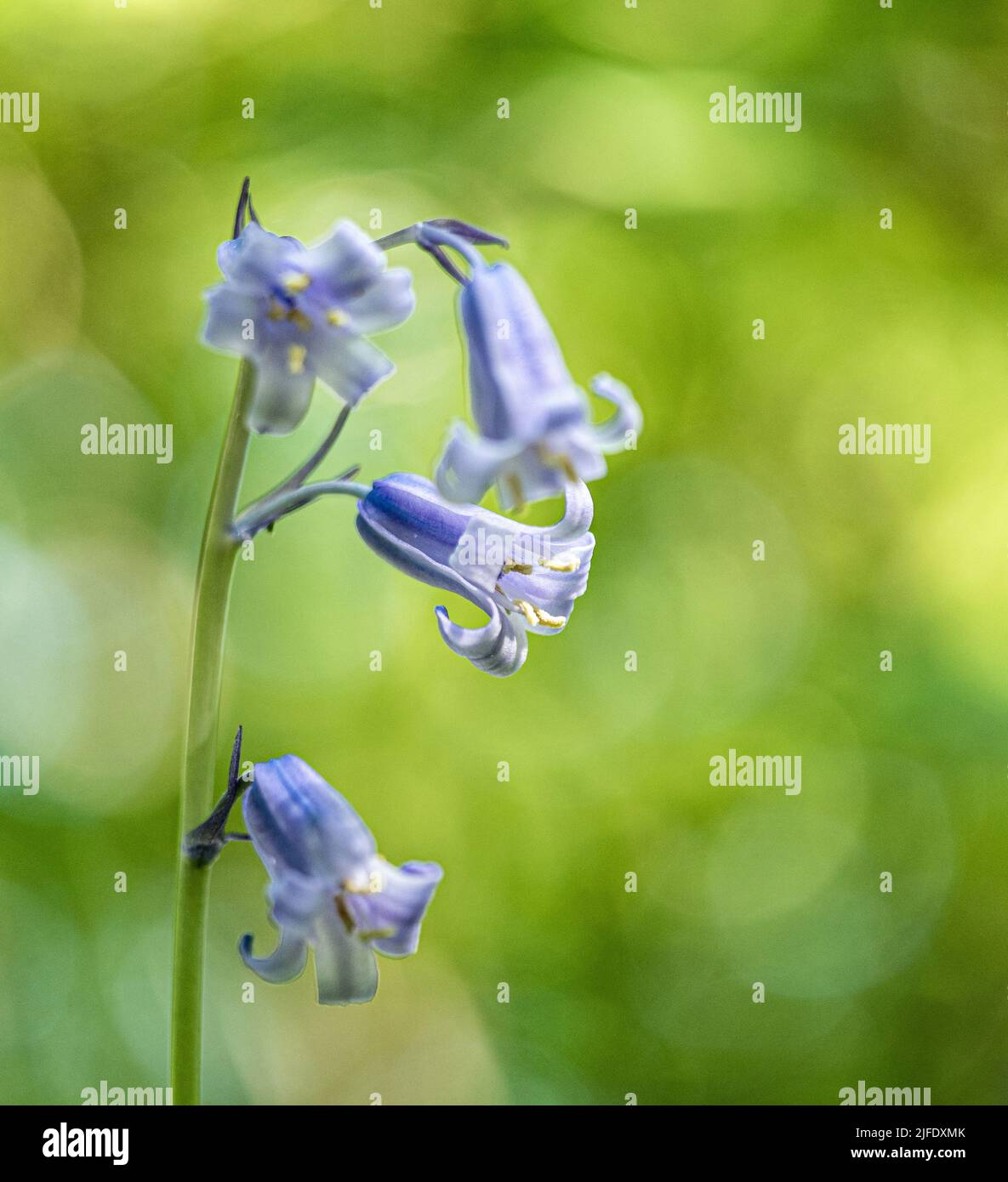 A vertical closeup of Common Bluebell on blur background Stock Photo ...