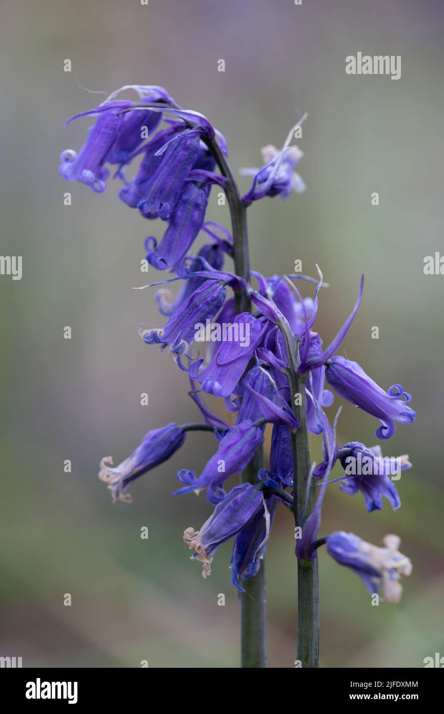 A vertical closeup of Common Bluebell on blur background Stock Photo ...