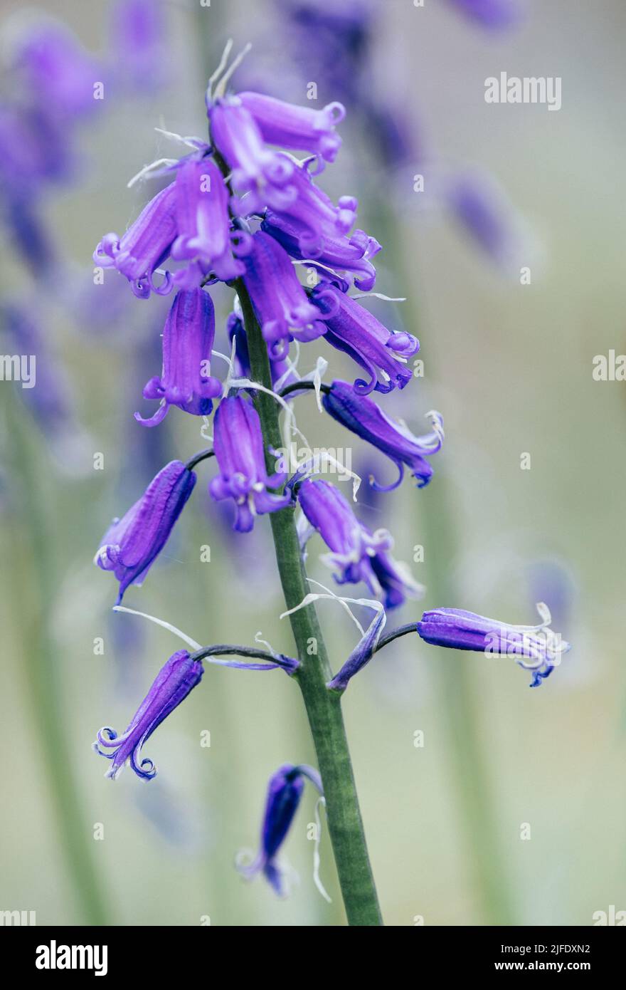 A vertical closeup of Common Bluebell on blur background Stock Photo ...