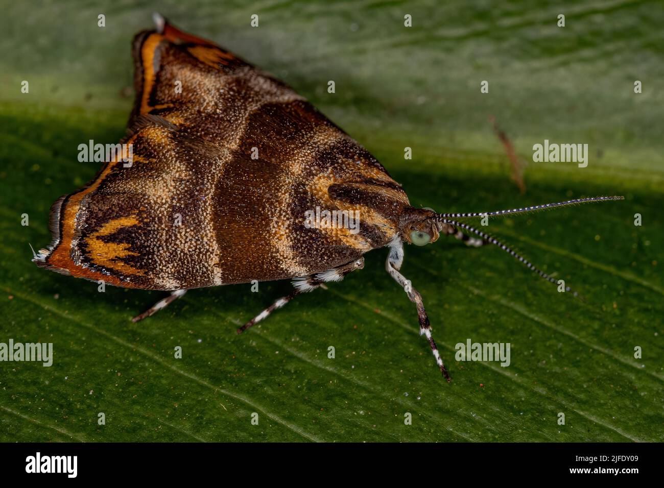 Adult Metalmark Moth of the species Tortyra meratella Stock Photo - Alamy