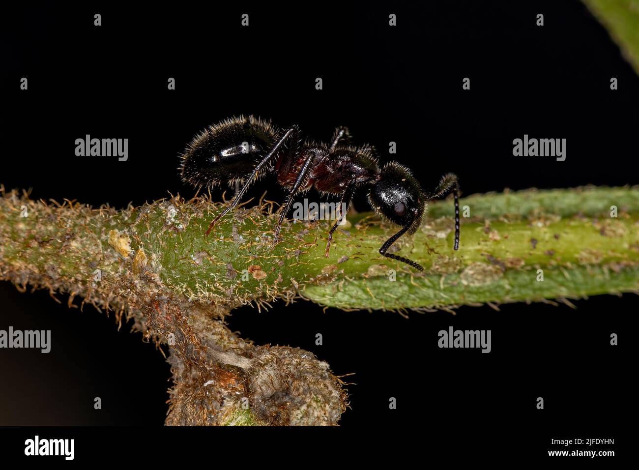Adult Odorous Ant of the genus Dolichoderus Stock Photo - Alamy