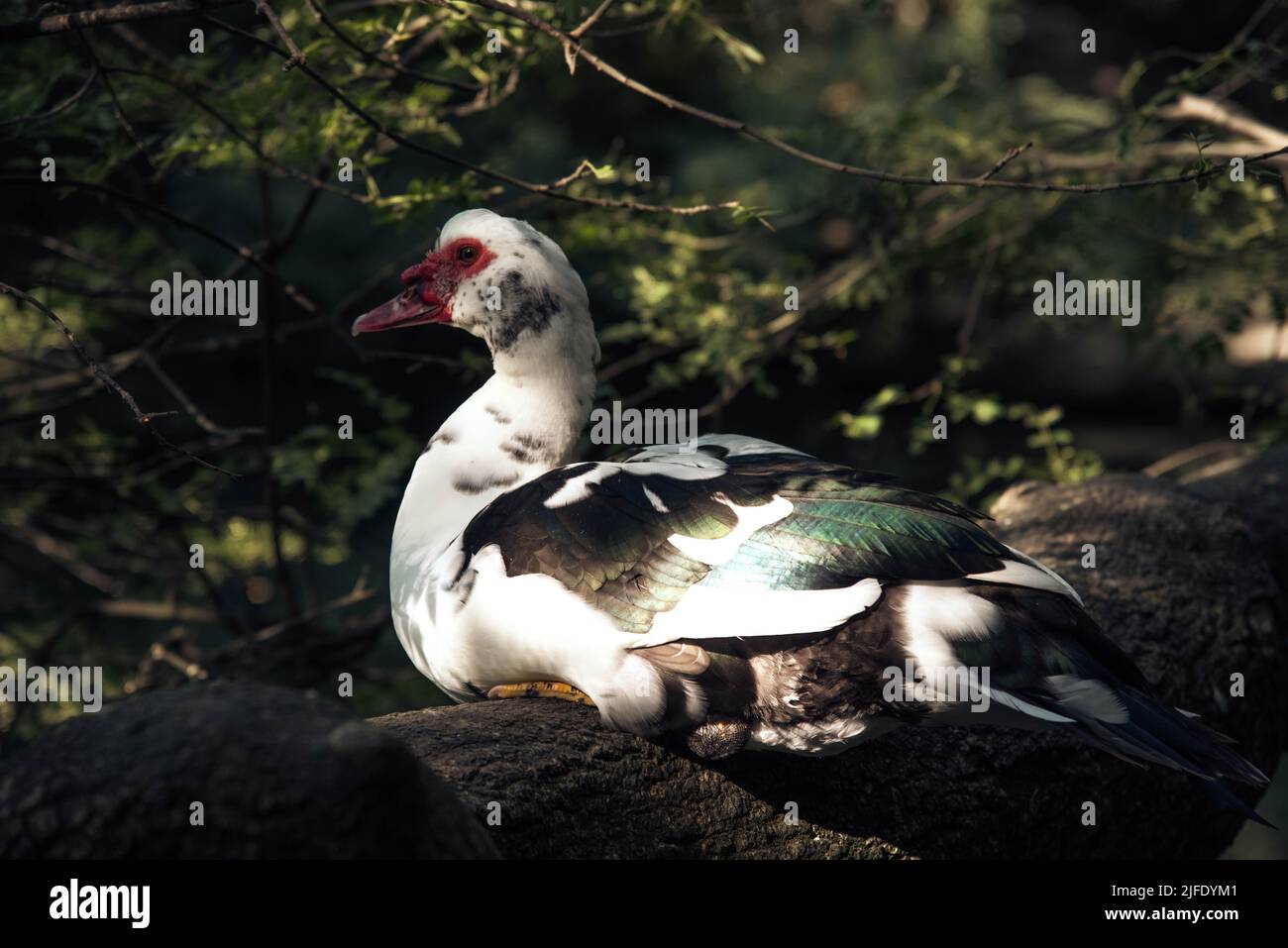 Beautiful musky duck. Close-up of the head of a musk duck in the shade ...