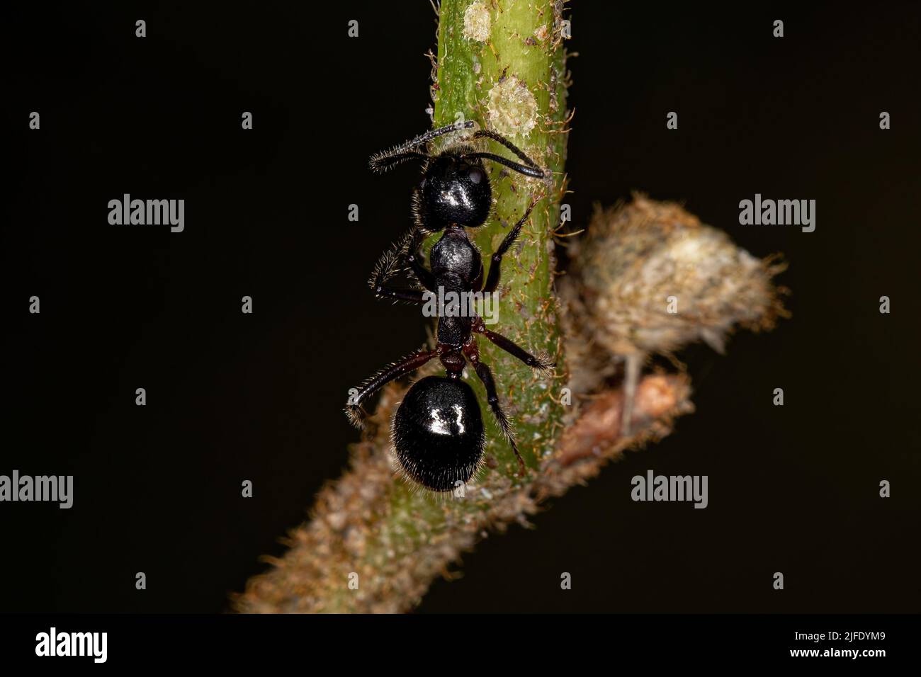 Odorous ant hi-res stock photography and images - Alamy