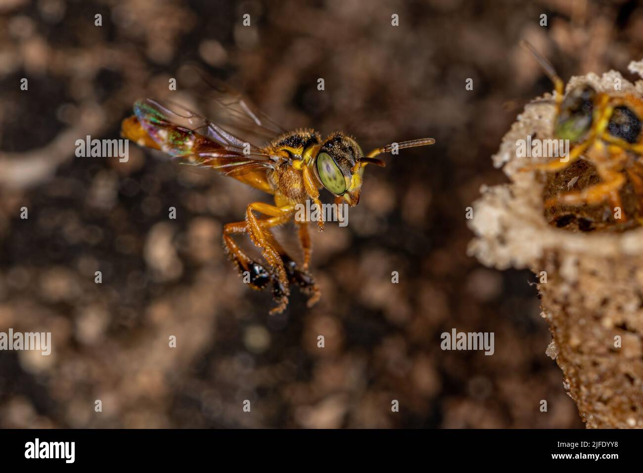 Adult Jatai bee of the species Tetragonisca angustula with selective ...