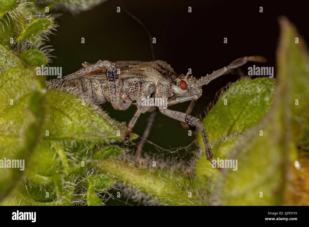 Small Leaf-footed Bug of the Subfamily Coreinae Stock Photo - Alamy