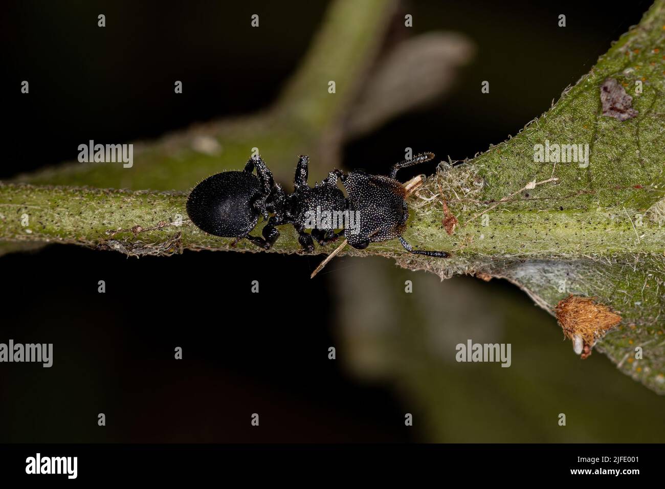 Cephalotes eduarduli hi-res stock photography and images - Alamy