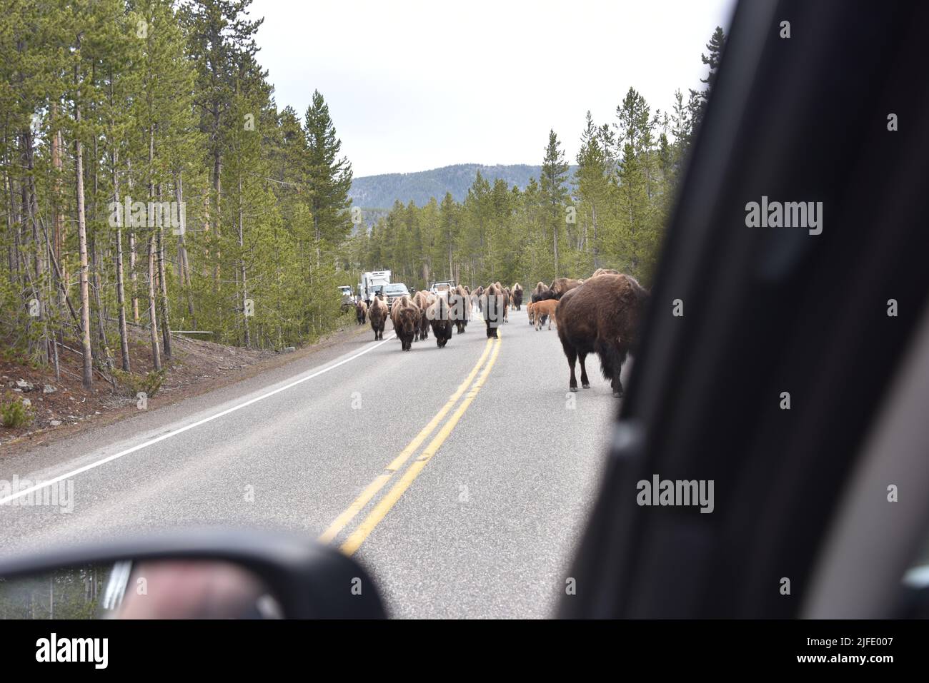 Yellowstone National Park, U.S.A. 5/21-24/2022. American Bison. 5,000+- Bison call Yellowstone ...