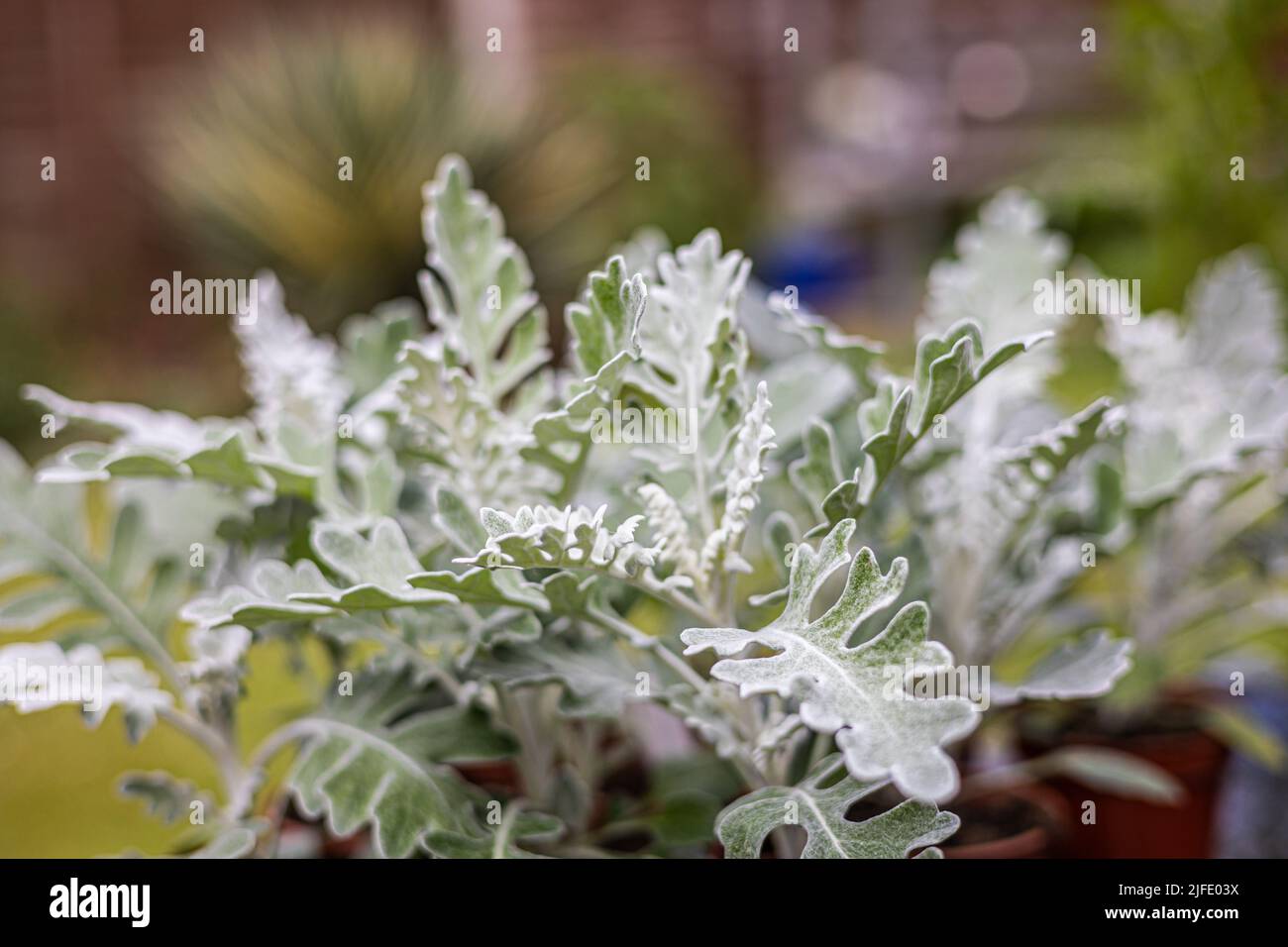 Senecio cineraria ‘Silver Dust’ is a tender shrub, predominantly grown ...