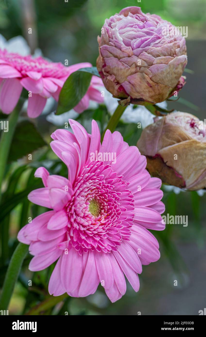 Pink gerbera flowers and dried peony flowers in an arrangement with a ...