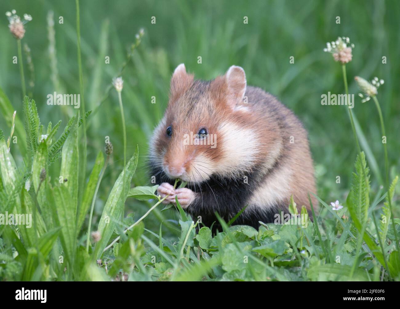 European Hamster (Cricetus cricetus) in a cemetery in Vienna, Austria ...