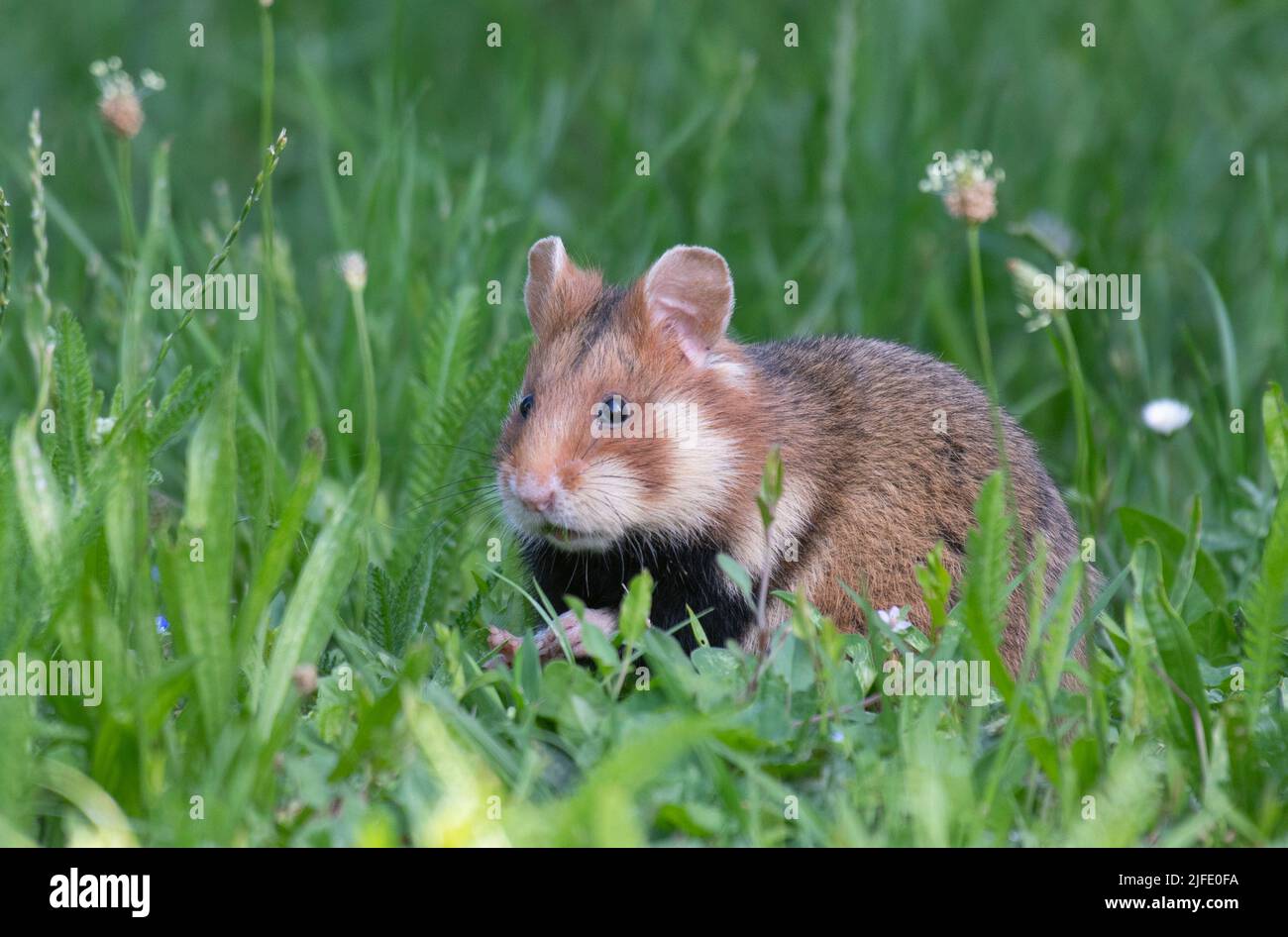 Black bellied hamster vienna hi-res stock photography and images - Alamy