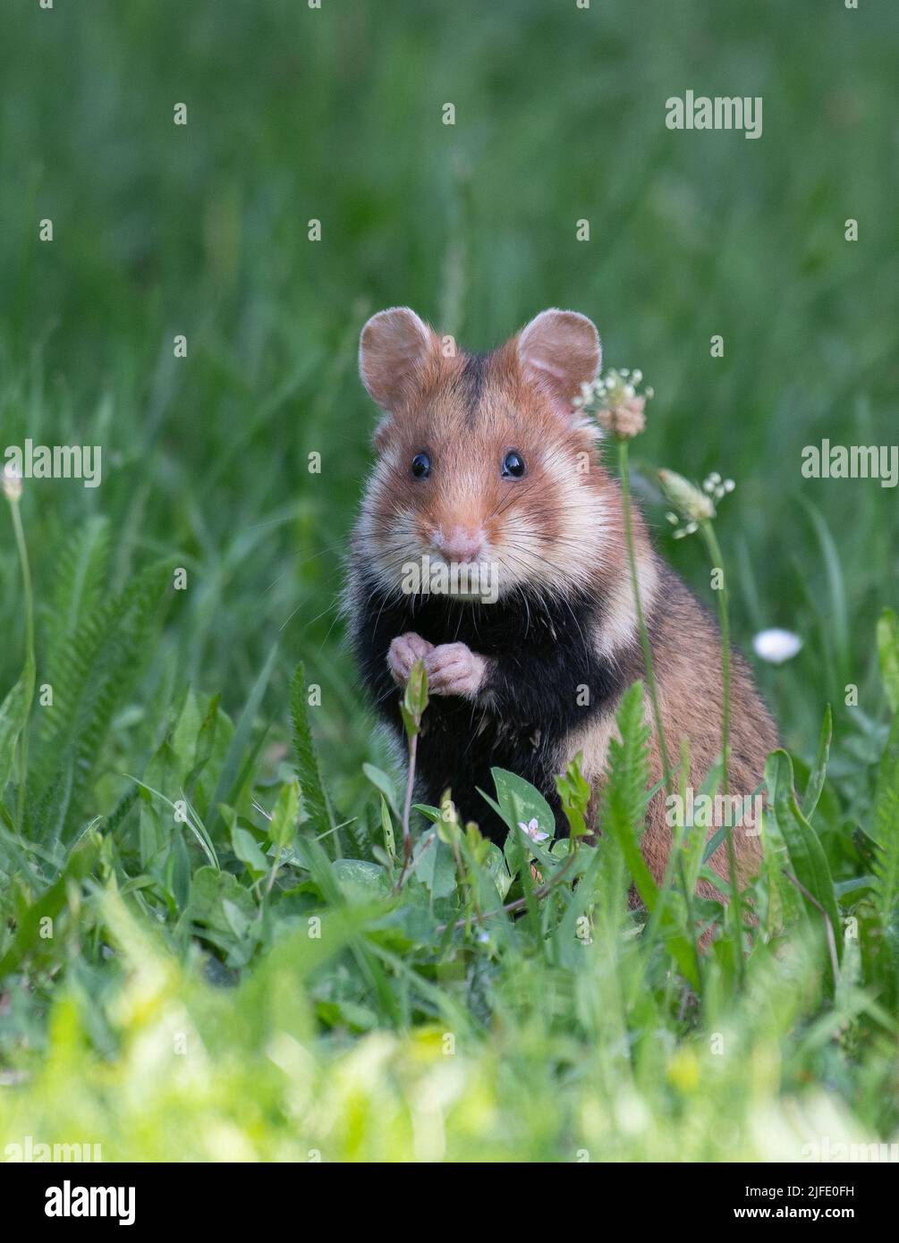 European Hamster (Cricetus cricetus) in a cemetery in Vienna, Austria ...