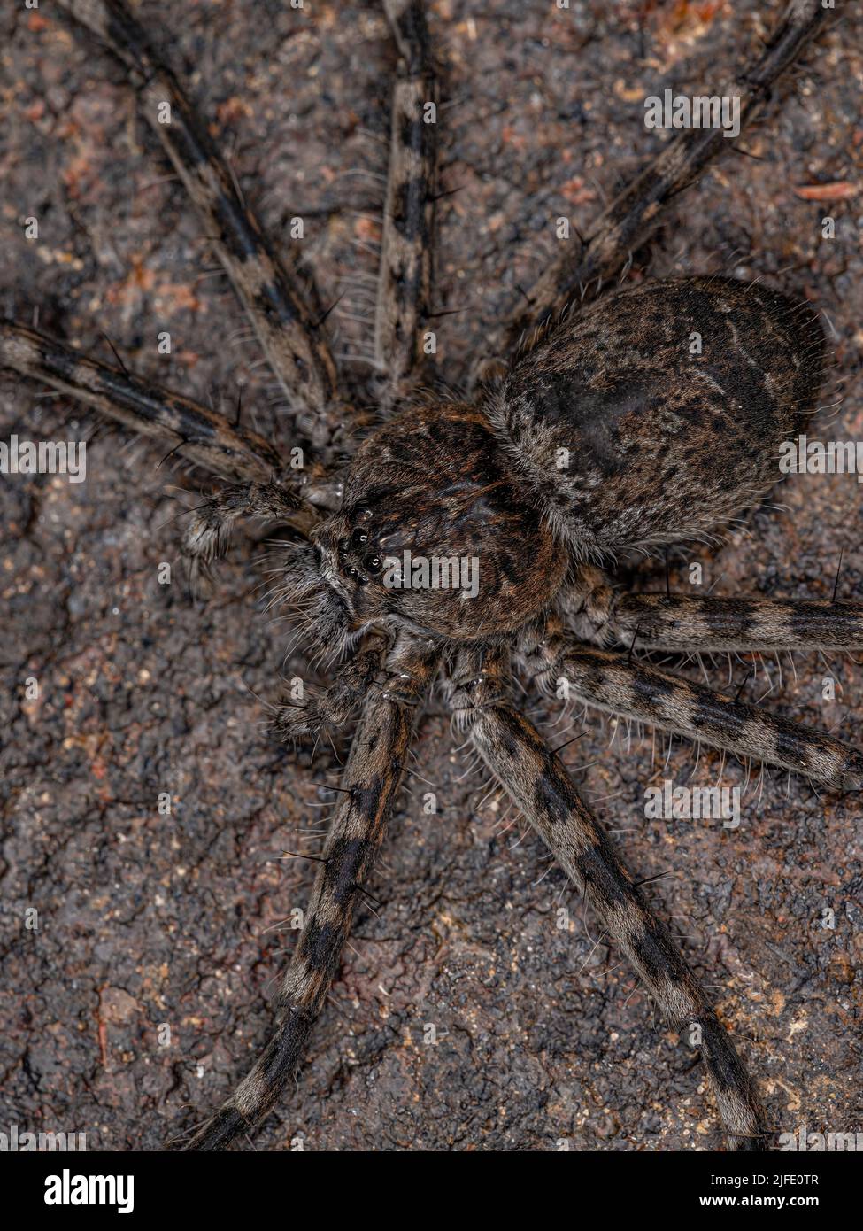 Adult Female Trechaleid Spider of the Family Trechaleidae Stock Photo ...