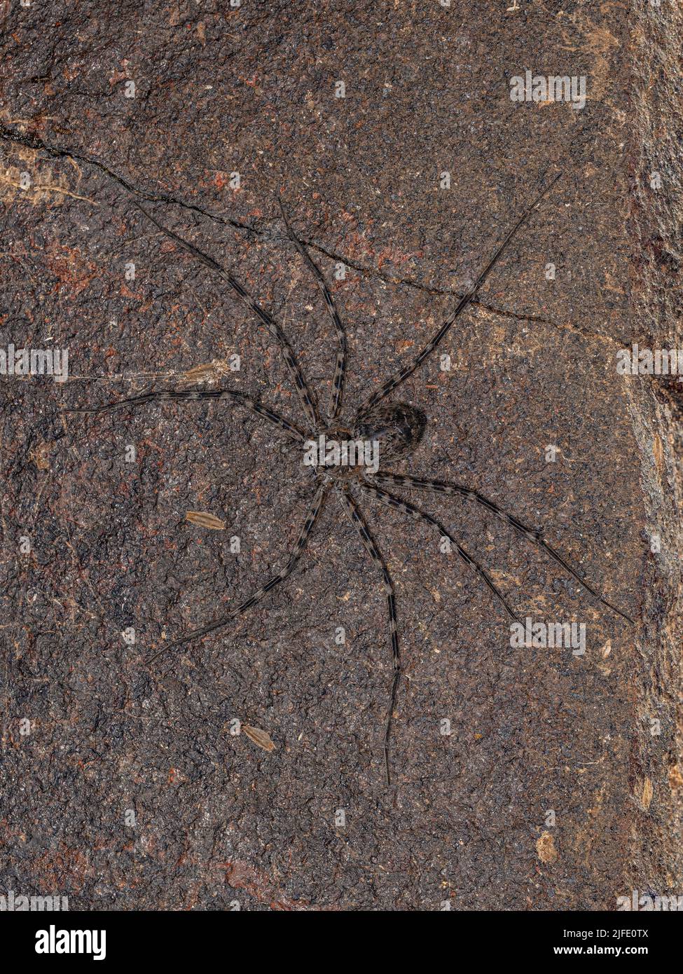 Adult Female Trechaleid Spider of the Family Trechaleidae Stock Photo ...