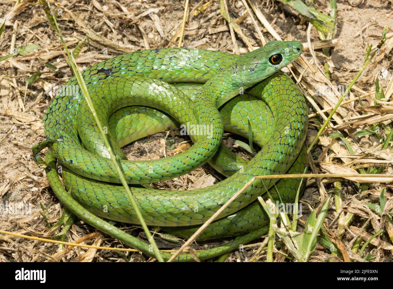 The Speckled Green Snake is a harmless arboreal hunter of lizards. The ...